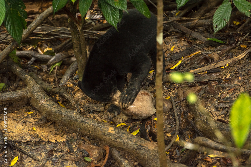 Picture of Sun bear at the Borneo Sun Bear Conservation Centre at ...