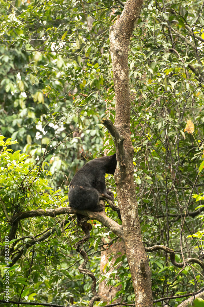 Picture of Sun bear at the Borneo Sun Bear Conservation Centre at ...