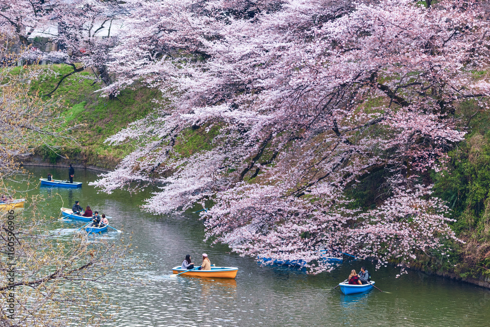 cherry blossom or sakura japan at Chidorigafuchi park this area is ...