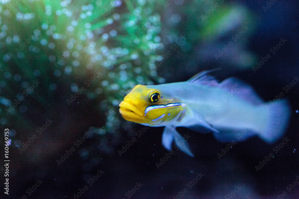 Sleeper Gold Head Goby fish Valenciennea strigata Stock Photo | Adobe Stock