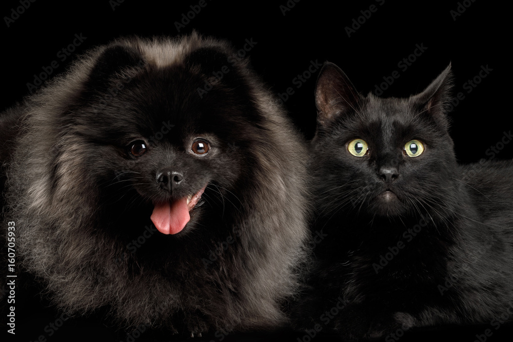 Are Spitz Good With Cats