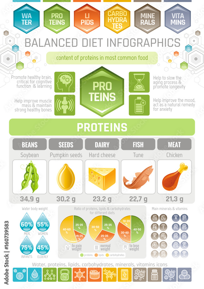 Proteins diet infographic diagram poster. Water protein lipid ...