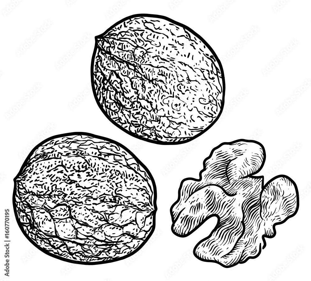 Walnut illustration, drawing, engraving, ink, line art, vector Stock ...