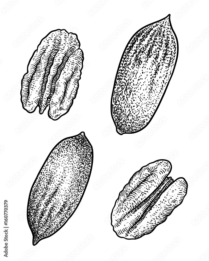 Pecan illustration, drawing, engraving, ink, line art, vector Stock ...
