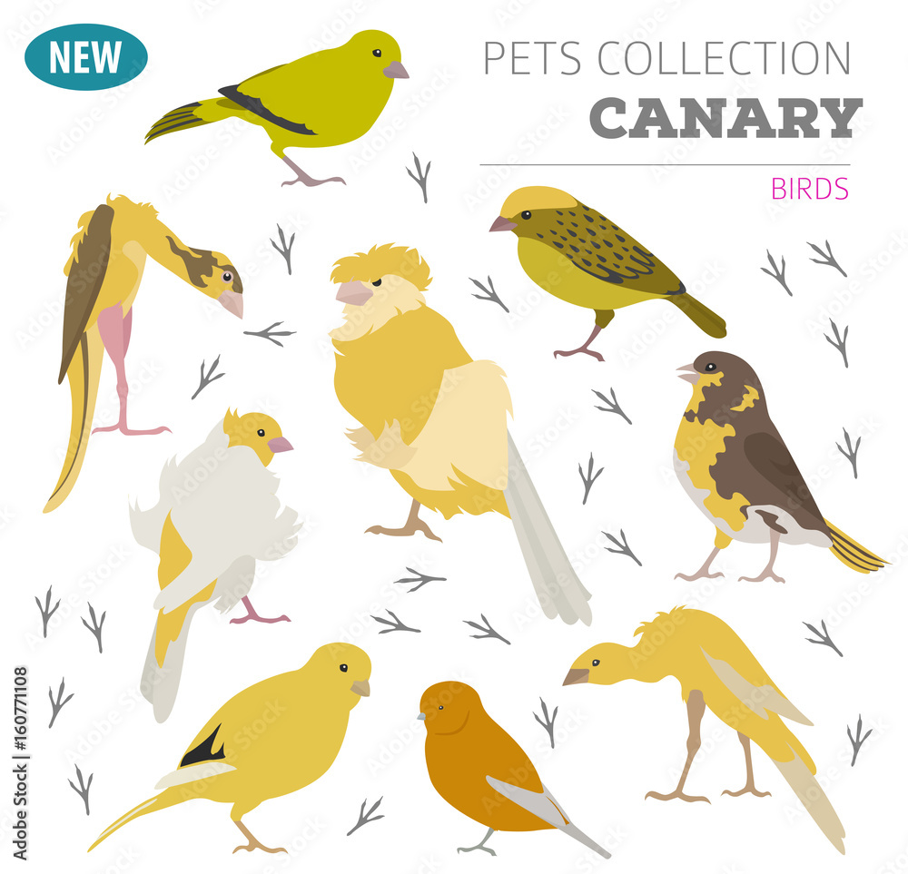 Canary breeds icon set flat style isolated on white. Pet birds ...