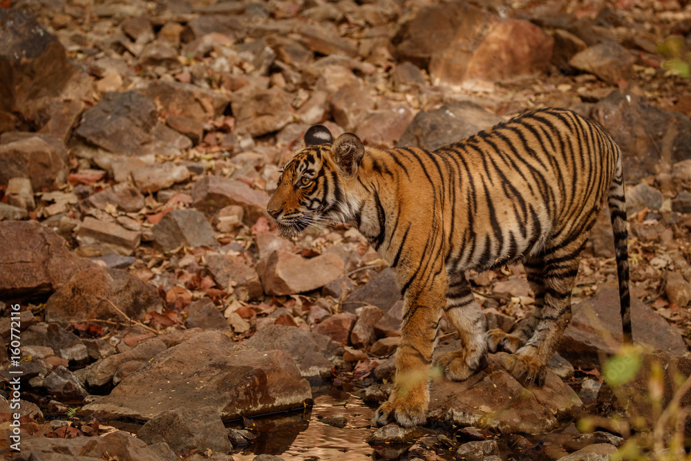 Tiger cub in the nature habitat. Tiger cub in the dark forest. Wildlife ...