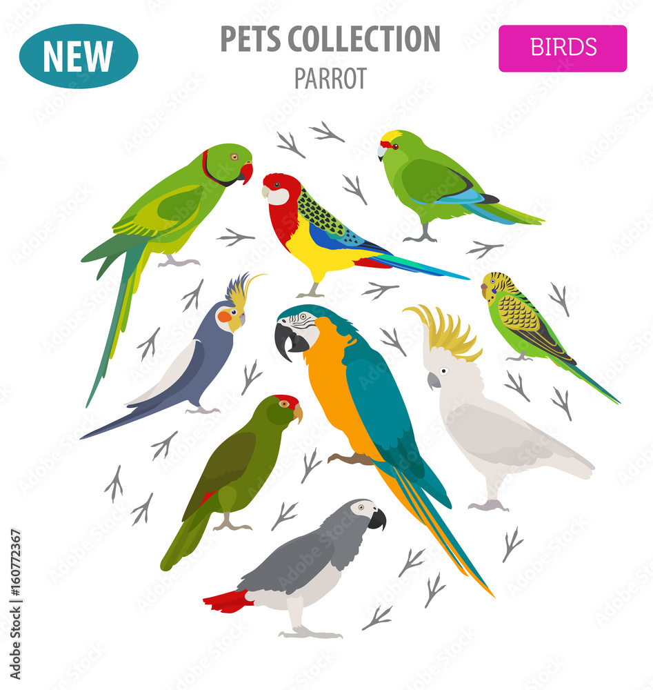 Parrot breeds icon set flat style isolated on white. Pet birds ...