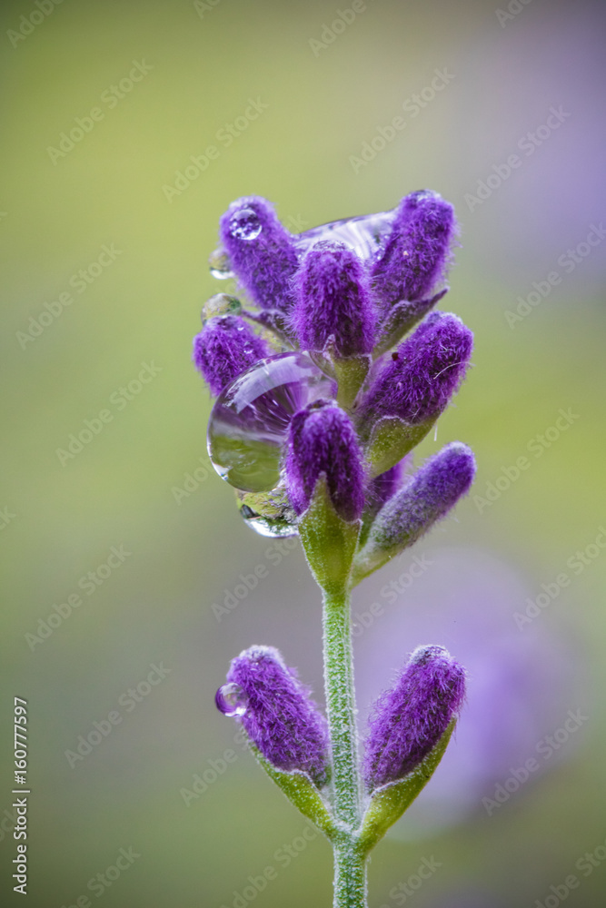 beautiful violet lavender flower close up with drop of rain water in ...