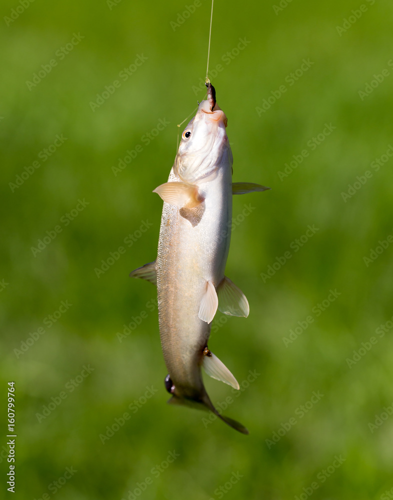 Fish caught on the hook Stock Photo | Adobe Stock