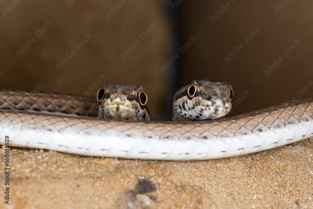 Sand snake Psammophys schokari Stock Photo | Adobe Stock