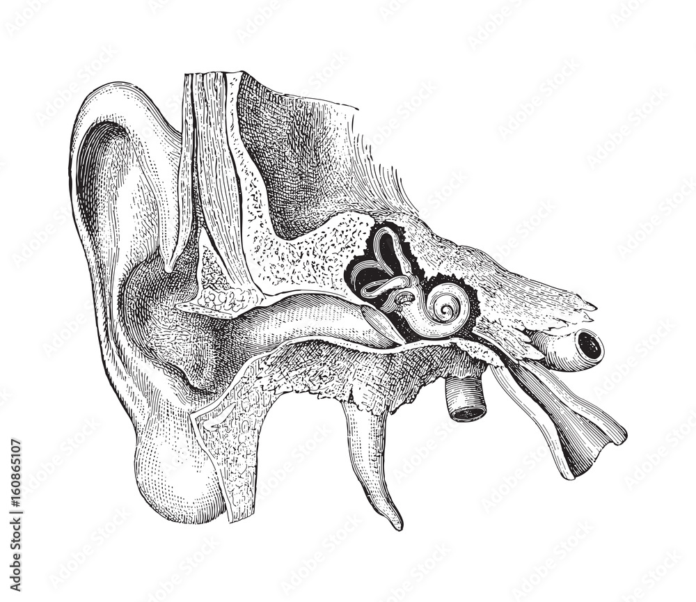 Human ear anatomy / vintage illustration Stock Vector | Adobe Stock