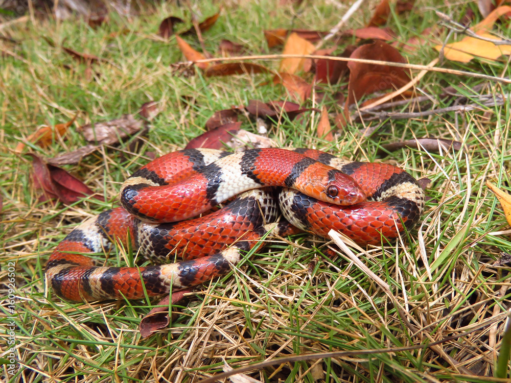 Scarlet snake (Cemophora coccinea) Stock Photo | Adobe Stock