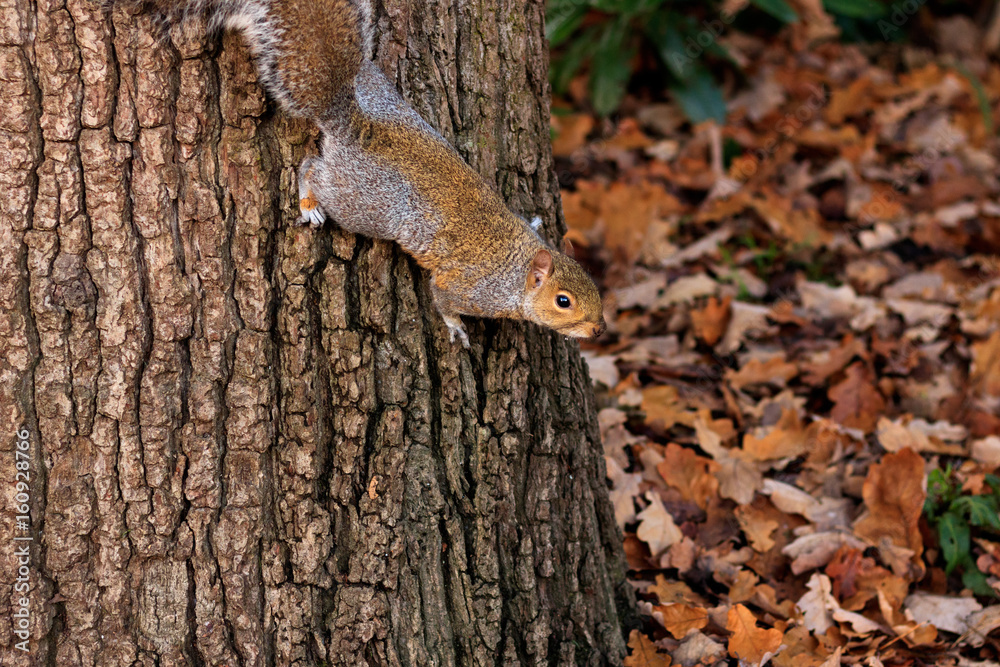 Squirrel Climbing Down Tree