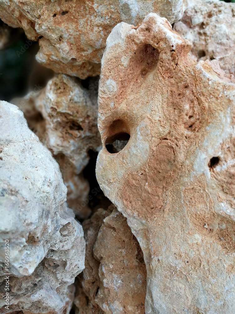 Fossils In Sedimentary Rocks