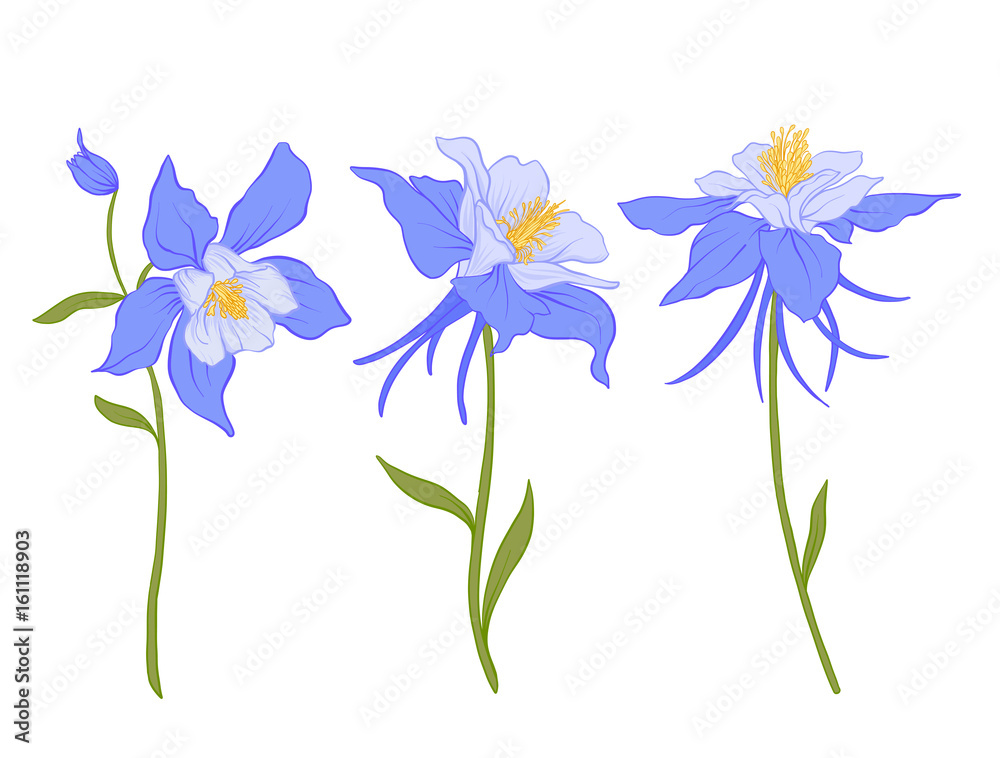 Columbine, aquilegia, flowers. Set of colored flowers. Stock line ...