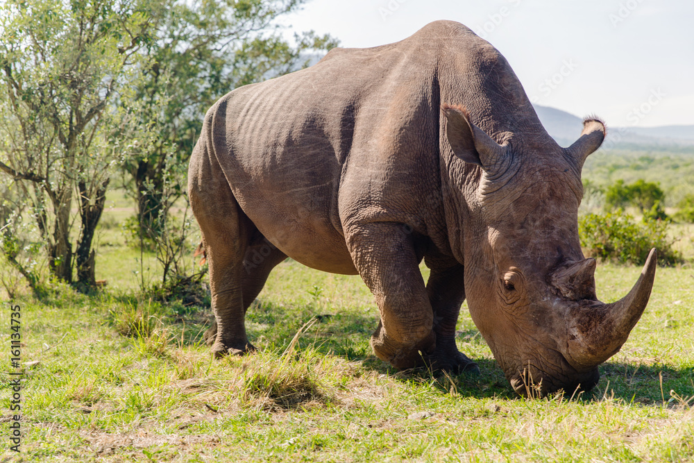 rhino grazing in savannah at africa Stock Photo | Adobe Stock