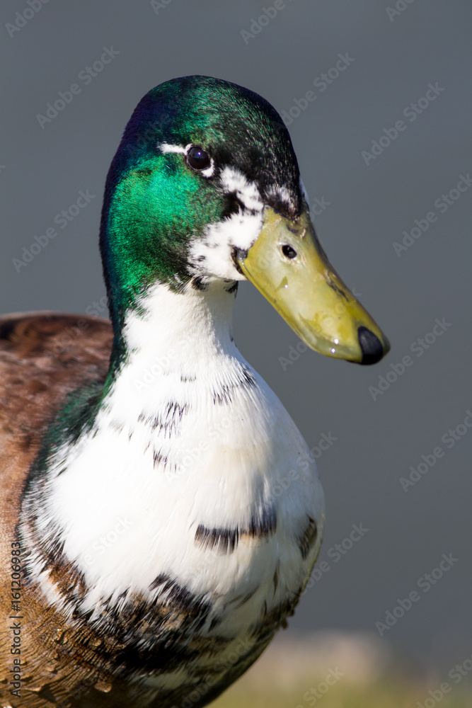 Drake Mallard Duck