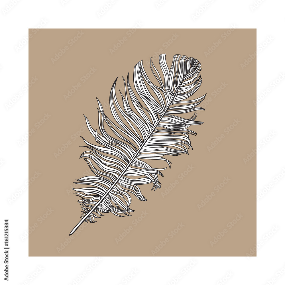 Hand drawn smoth black and white dove bird feather, sketch style vector ...