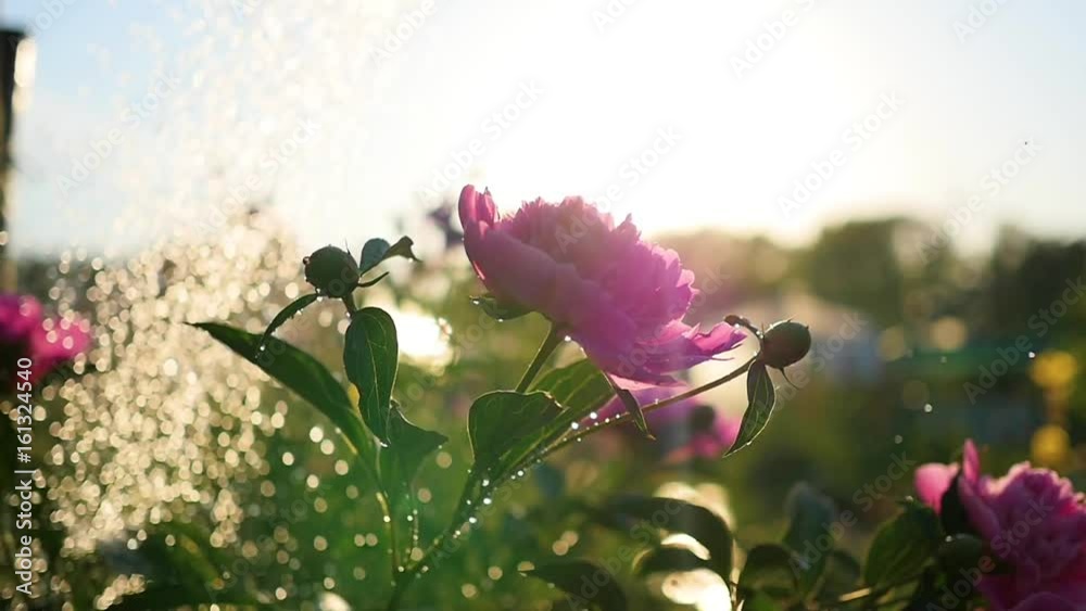 Rain falls on the beautiful flowers peonies. Summer sunlight. Garden ...