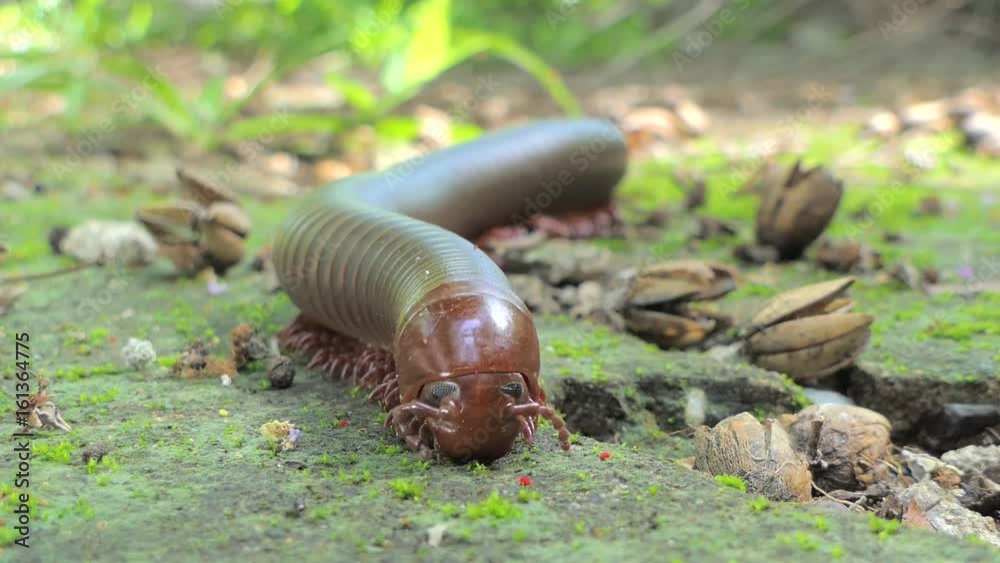 Millipede eating moss or small plant on rock in tropical rain forest ...