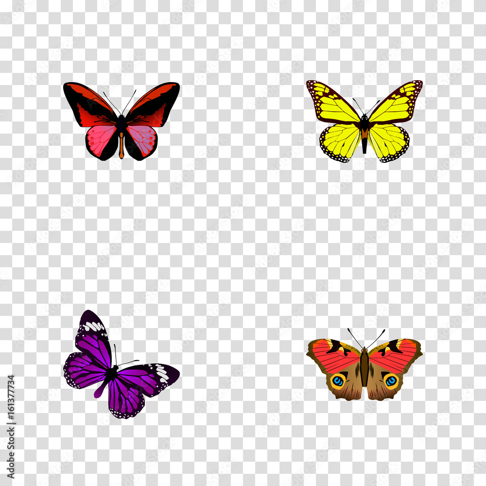 Realistic Callicore Cynosura, Butterfly, American Painted Lady And ...