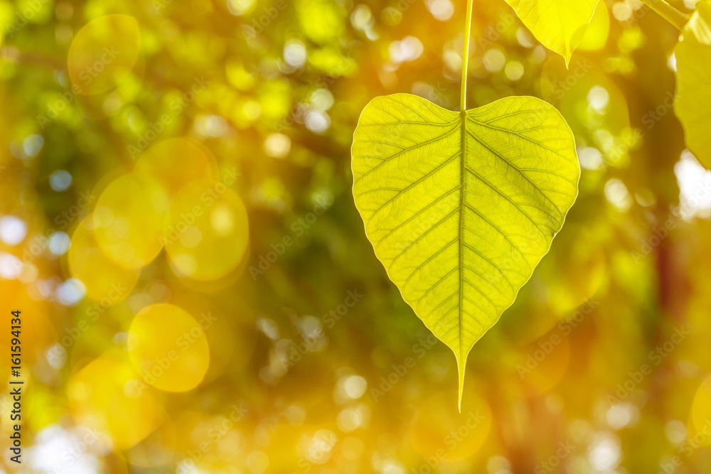 Bodhi leaves background with sun effect, also known as Pipal leaves and ...