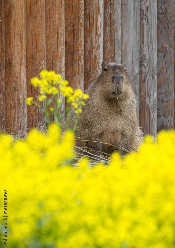 Cute capybara sitting on the field of yellow flowers Stock Photo ...