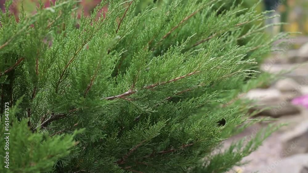 Evergreen Tui plants, landscape design, nature Stock Video | Adobe Stock