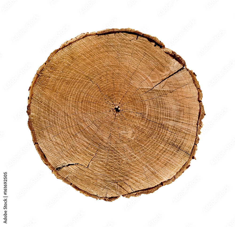 Large circular piece of wood cross section with tree ring texture ...