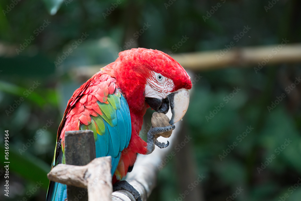 Red scarlet macaw cracking open a nut Stock Photo | Adobe Stock