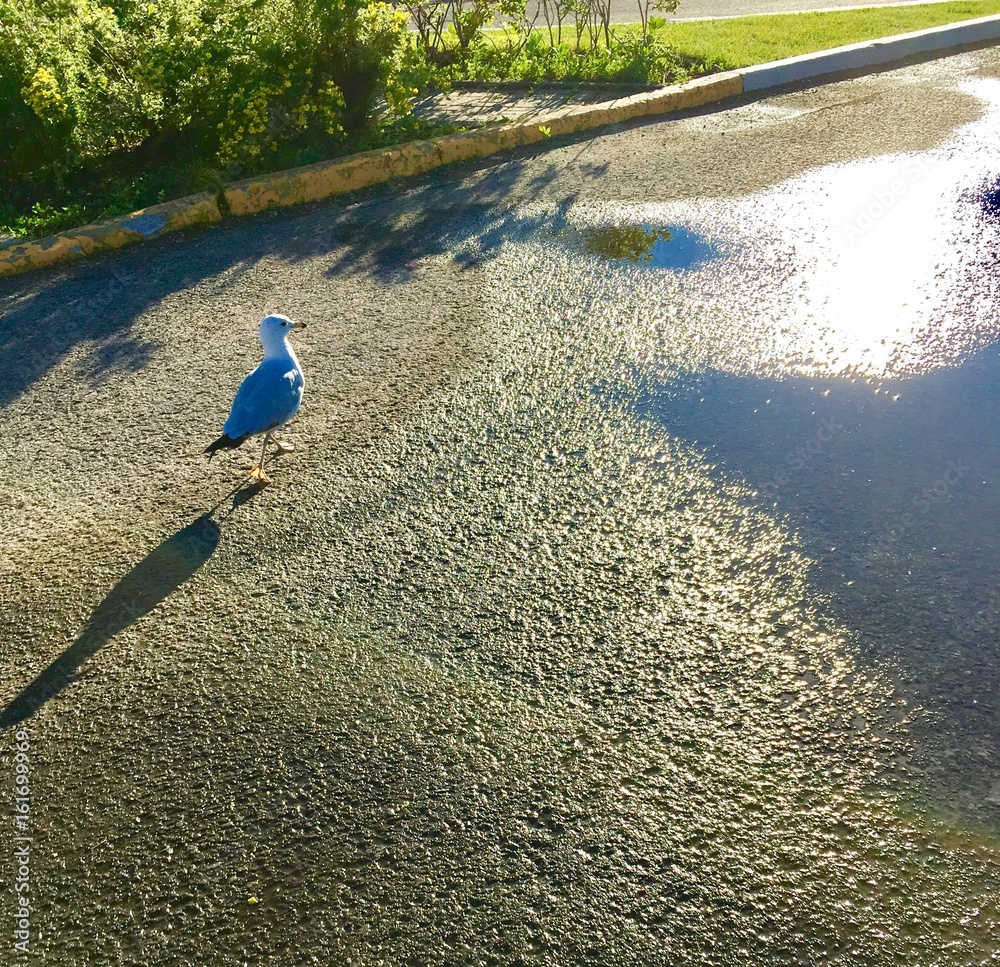 goéland Stock Photo | Adobe Stock