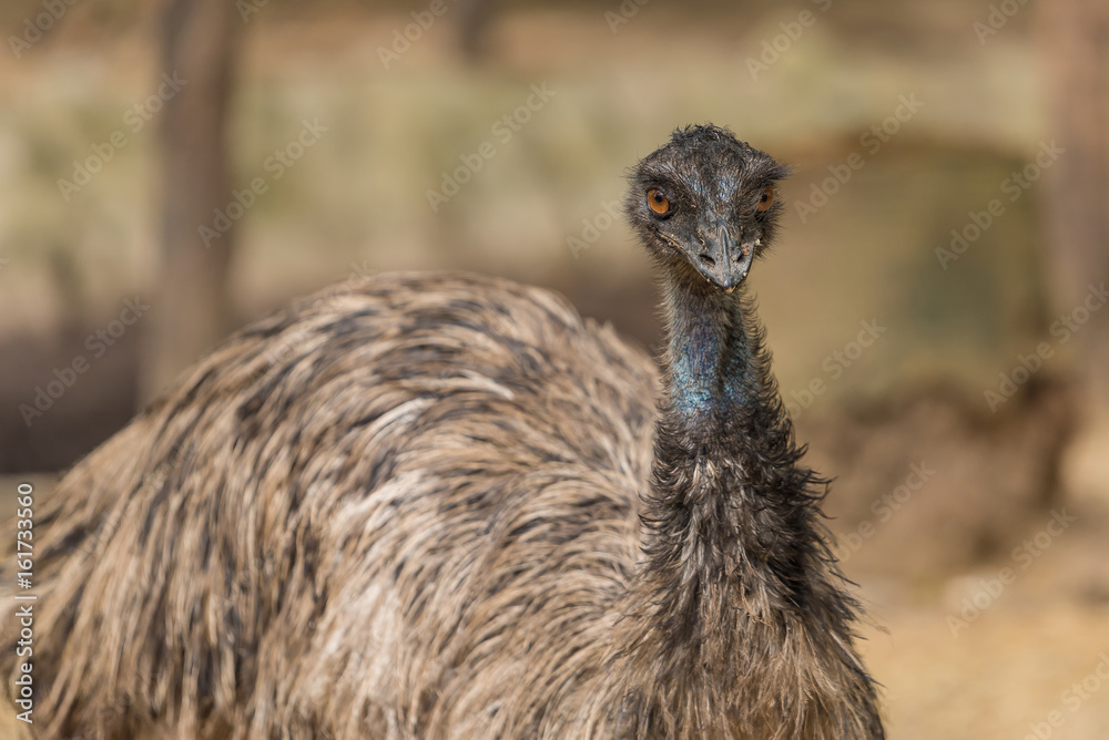 The emu is the second tallest bird in the world, only being exceeded in ...