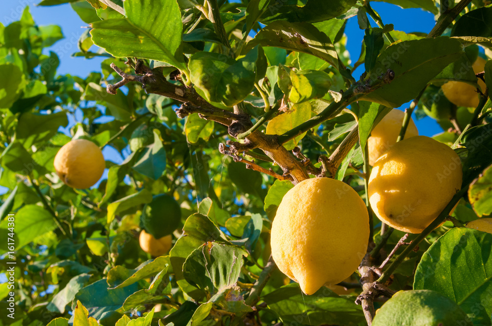 Foto de Primofiore femminello lemon from Syracuse during harvest time ...