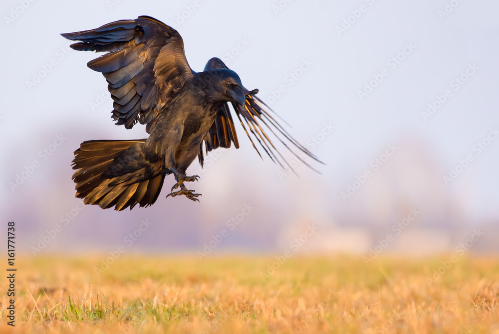 Common Raven lands and attacks in fast flight with spreaded claws Stock ...