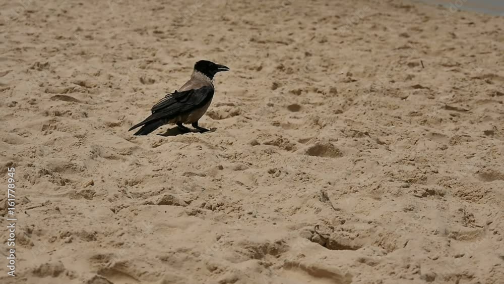Crow standing on the sand beach Stock Video | Adobe Stock