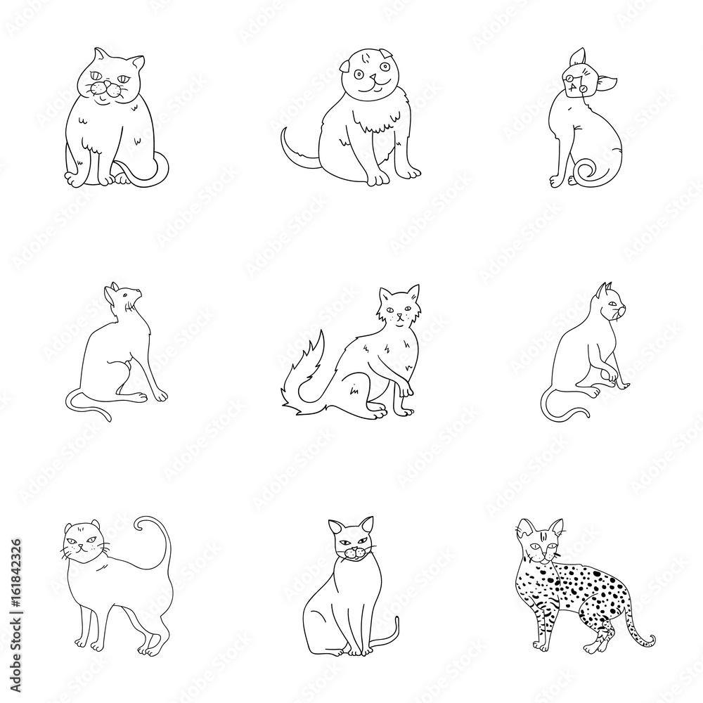 Collection of cats in one picture. Different cats in one picture. Cat ...