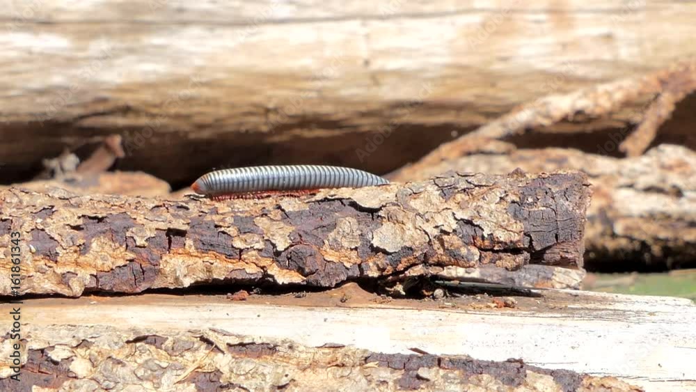 Gray millipede on wood decay in tropical rain forest. New species found ...