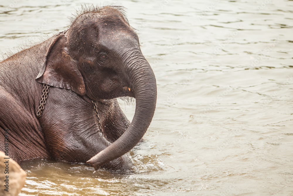 elephant in the water Stock Photo | Adobe Stock