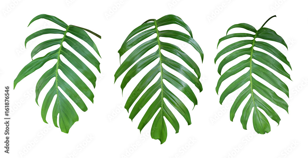 Evergreen Leaves Clipart Background