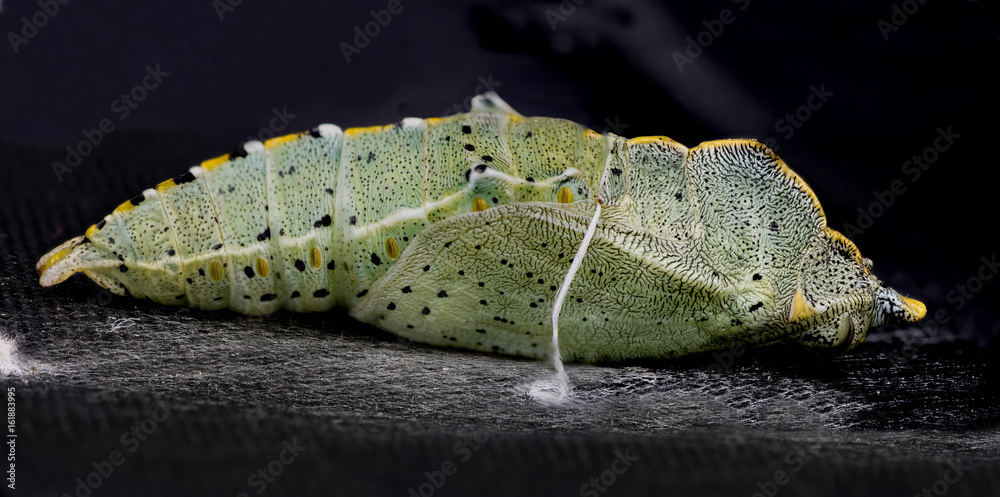 Pupa of the garden pest the Cabbage White butterfly. Stock Photo ...