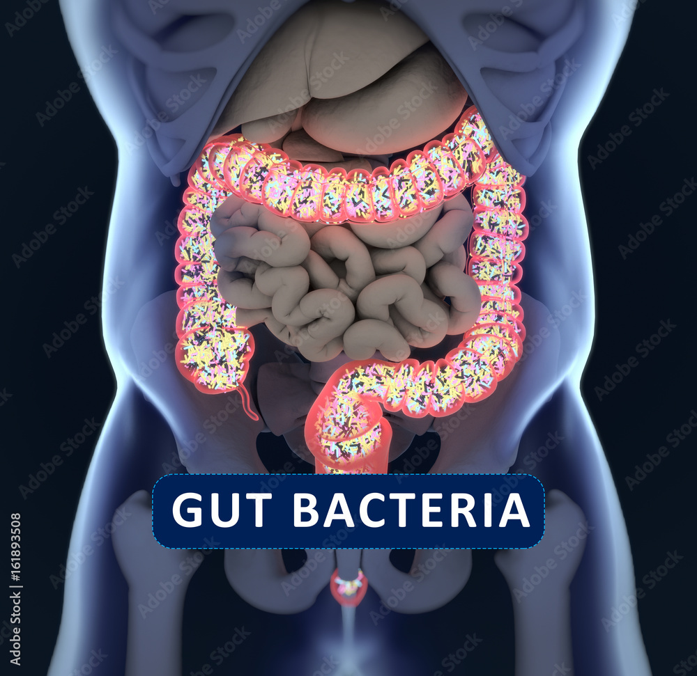Gut bacteria, microbiome. Bacteria inside the large intestine, concept ...