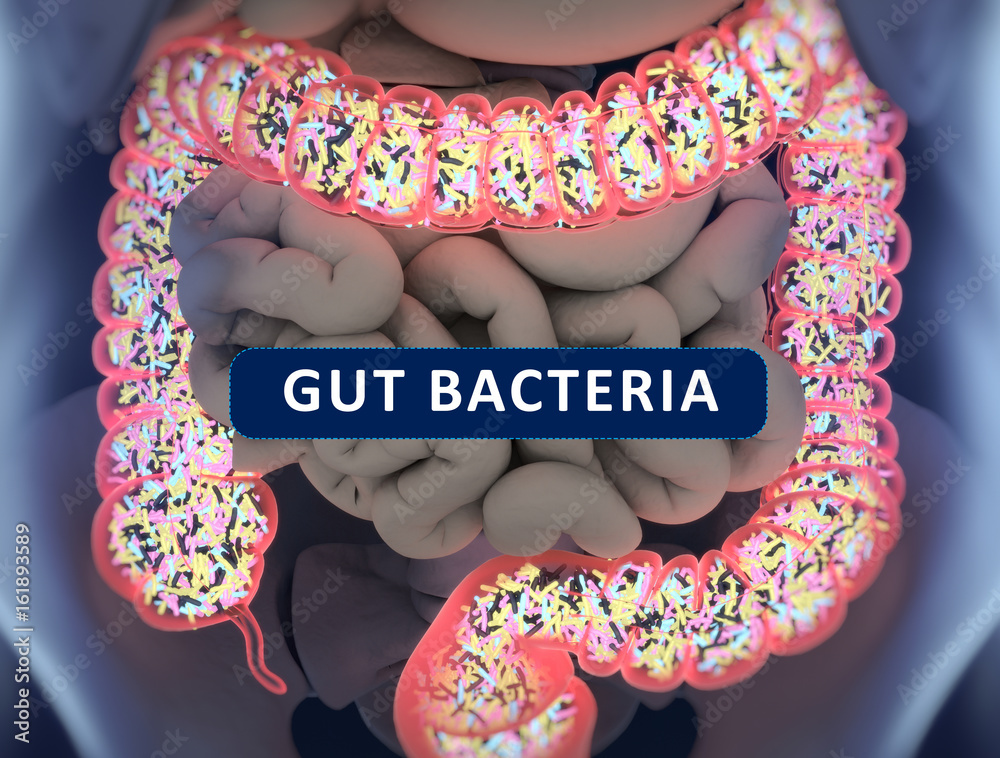 Gut bacteria, microbiome. Bacteria inside the large intestine, concept ...