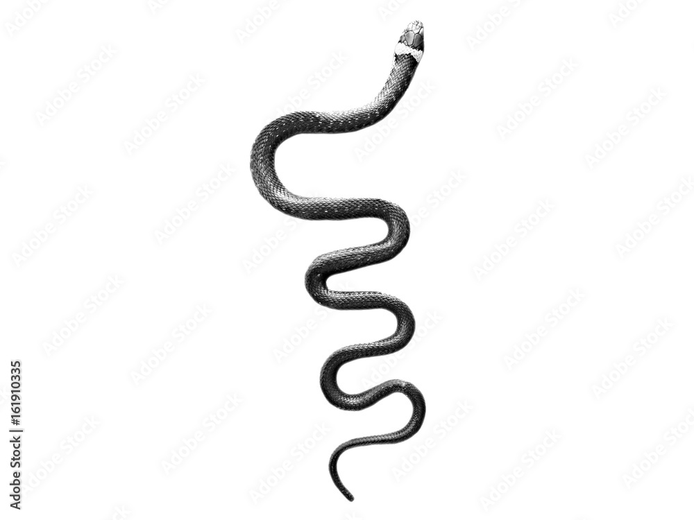 Grass snake Stock Photo | Adobe Stock