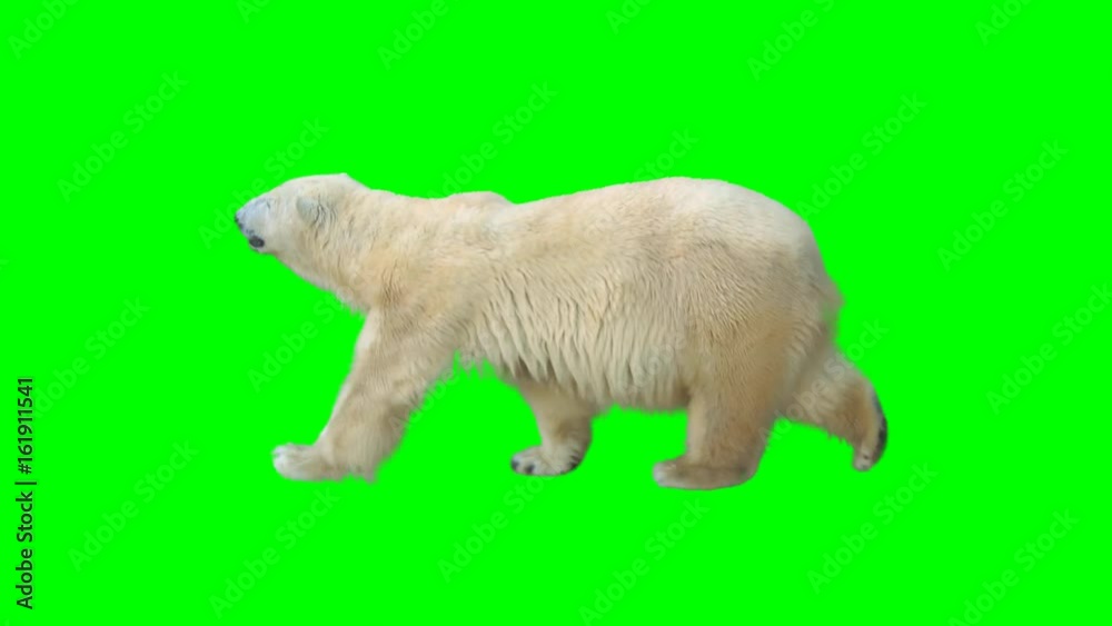 Polar bear walking seamlessly looped on green screen, real shot ...