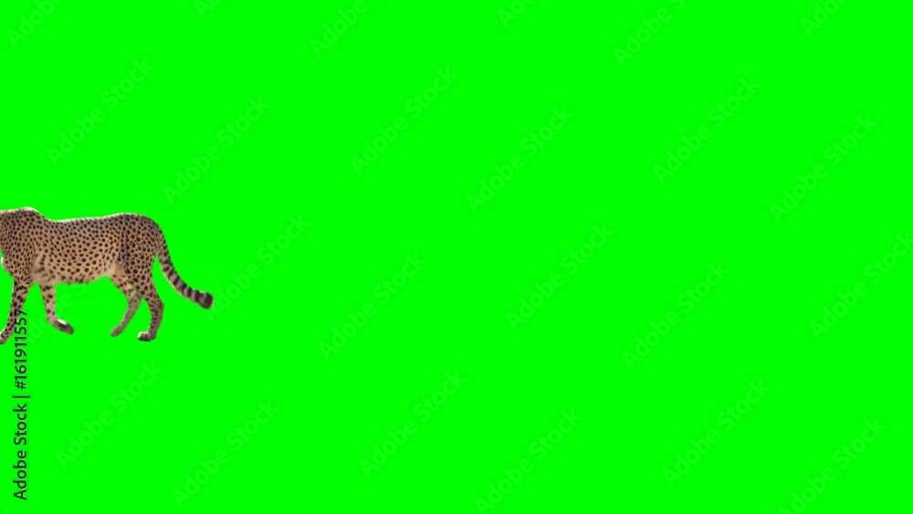 Cheetah slowly walking across the frame on green screen, real shot ...