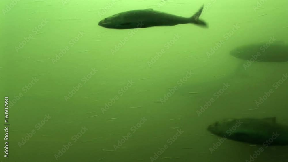 Underwater shot of fish swimming up a man made fish ladder at the ...