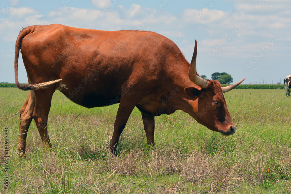 Brown Longhorn Full Side/Side view of brown Texas Longhorn Stock Photo ...