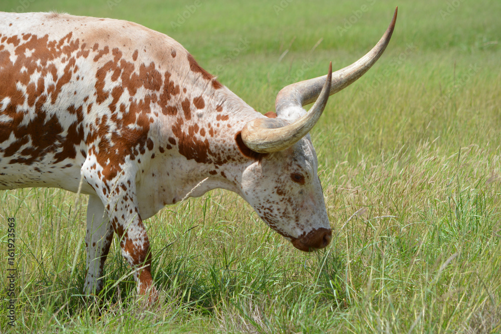 White Brown Longhorn Side/Side view of spotted longhorn horns, head and ...