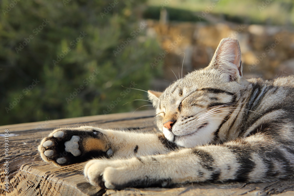 cute cat with stretched legs relaxing on a plank with blurred nature ...