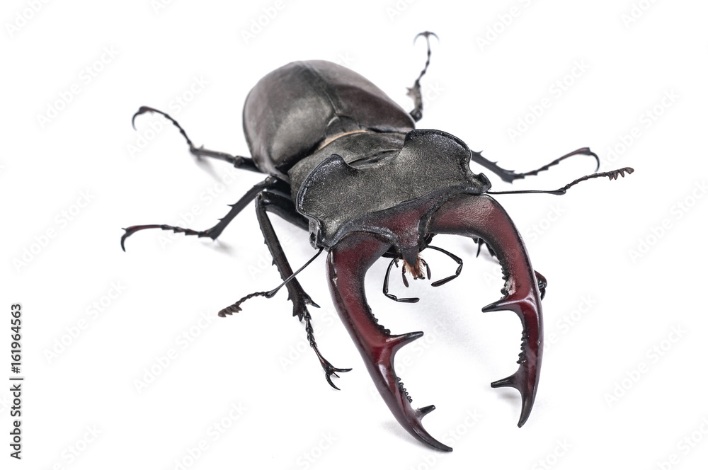 Male Stag Beetle Bug Insect. Closeup front view isolated on white ...
